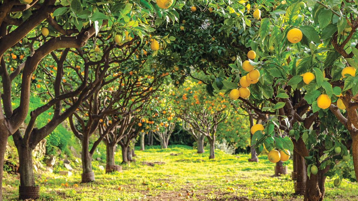 Menton a city of art and history | Menton, Riviera & Merveilles Tourist ...
