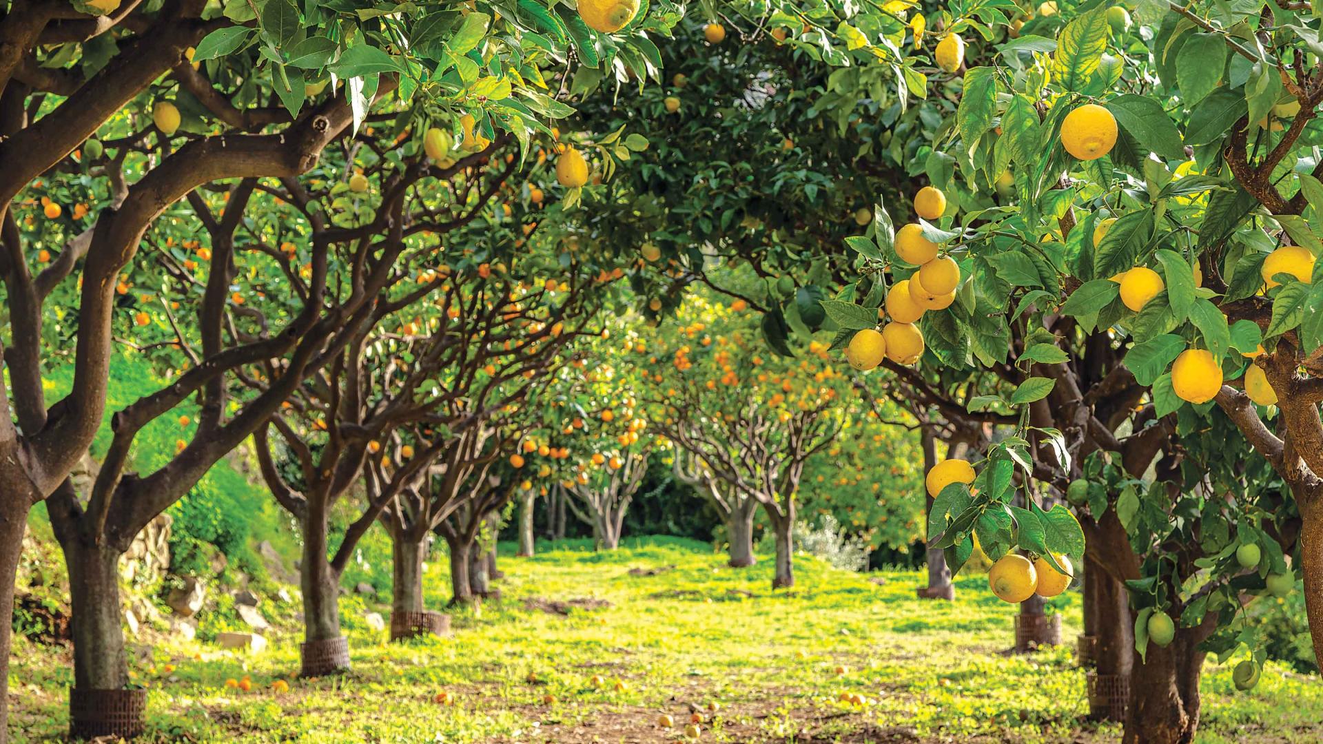 Booking | Menton, Riviera & Merveilles Tourist Office