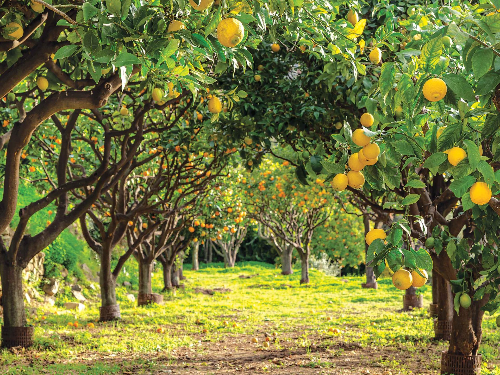 Fête du Citron® | Office de Tourisme Menton, Riviera & Merveilles