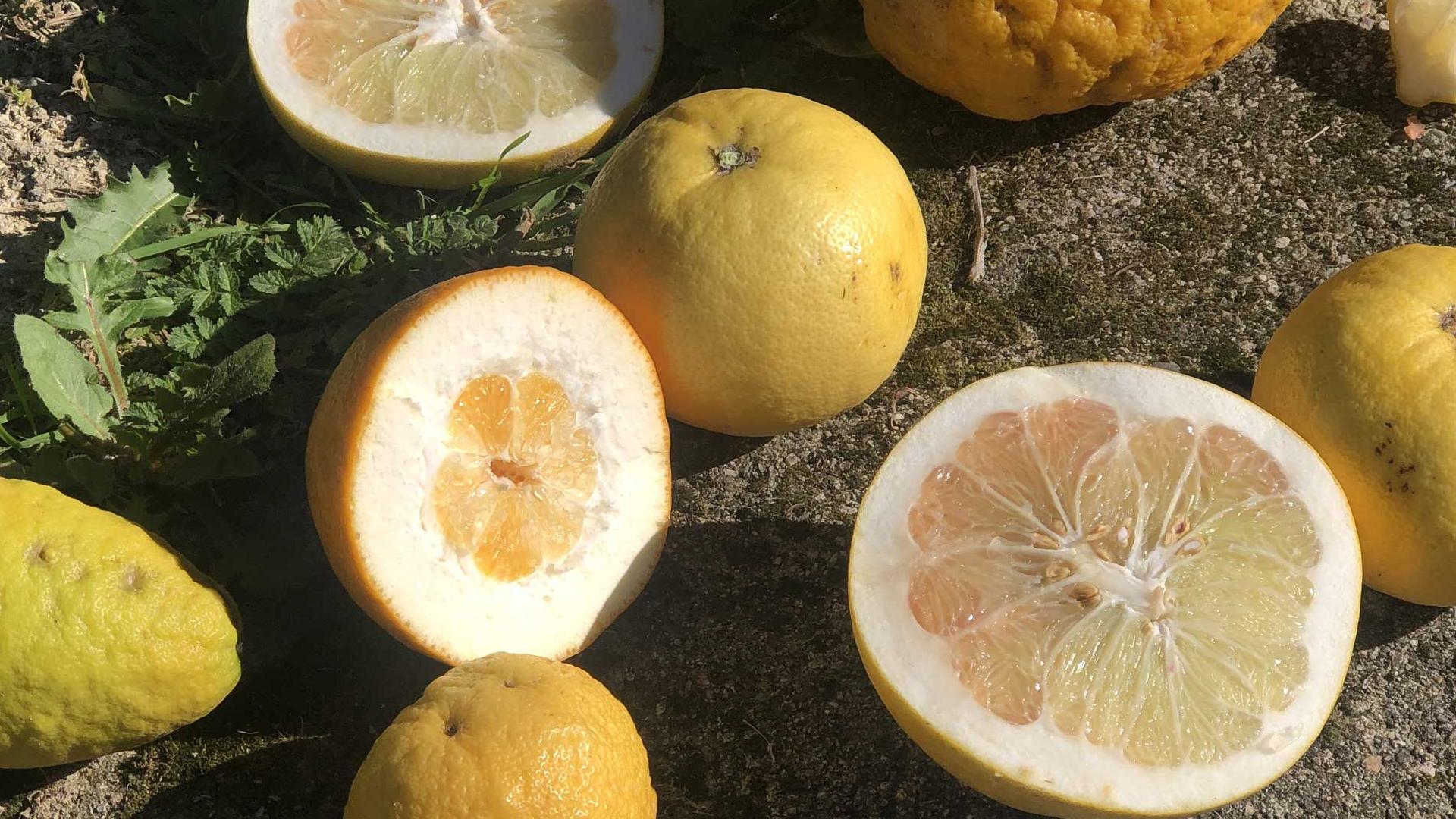 Zitrone von Menton | Fremdenverkehrsamt Menton, Riviera & Merveilles