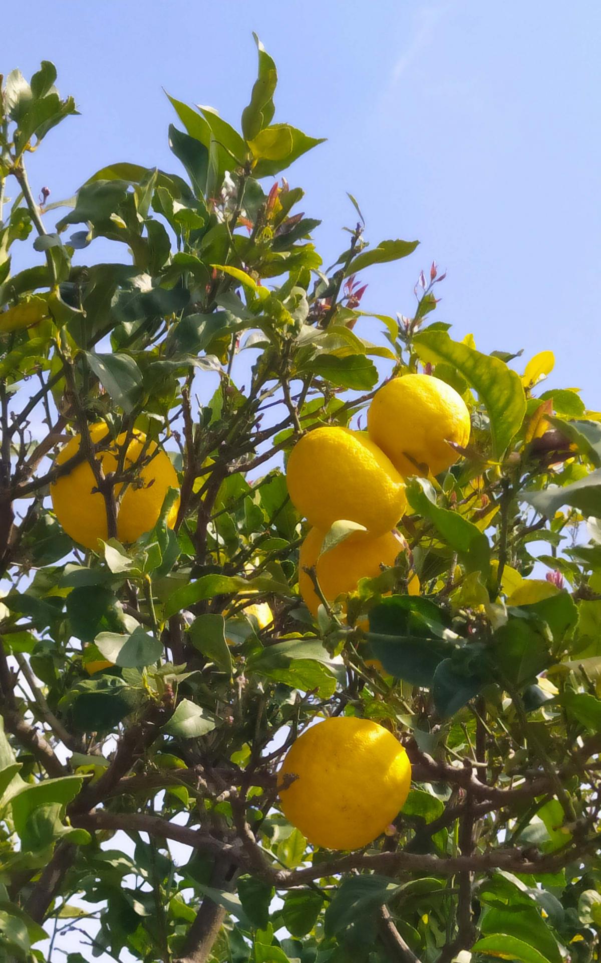 Zitrone von Menton | Fremdenverkehrsamt Menton, Riviera & Merveilles