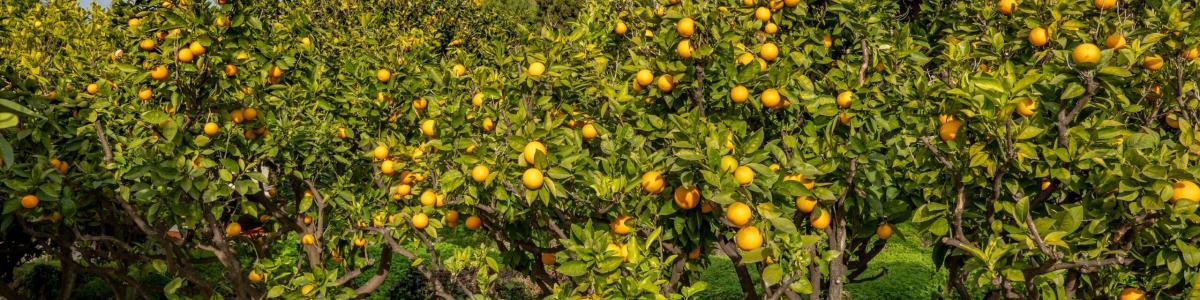 Le citron de Menton | Office de Tourisme Menton, Riviera & Merveilles